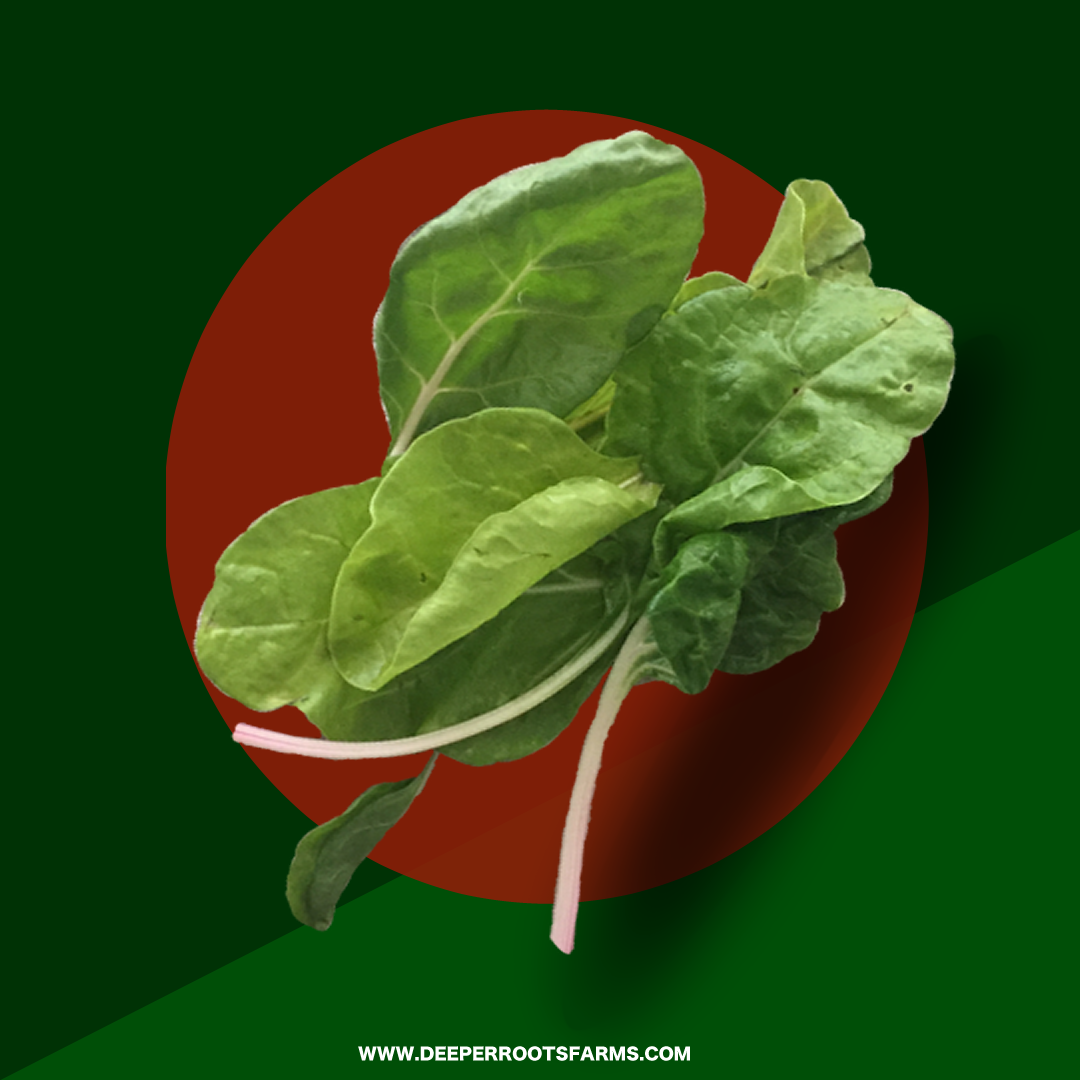 Organic Baby Chard – Deeper Roots Farm