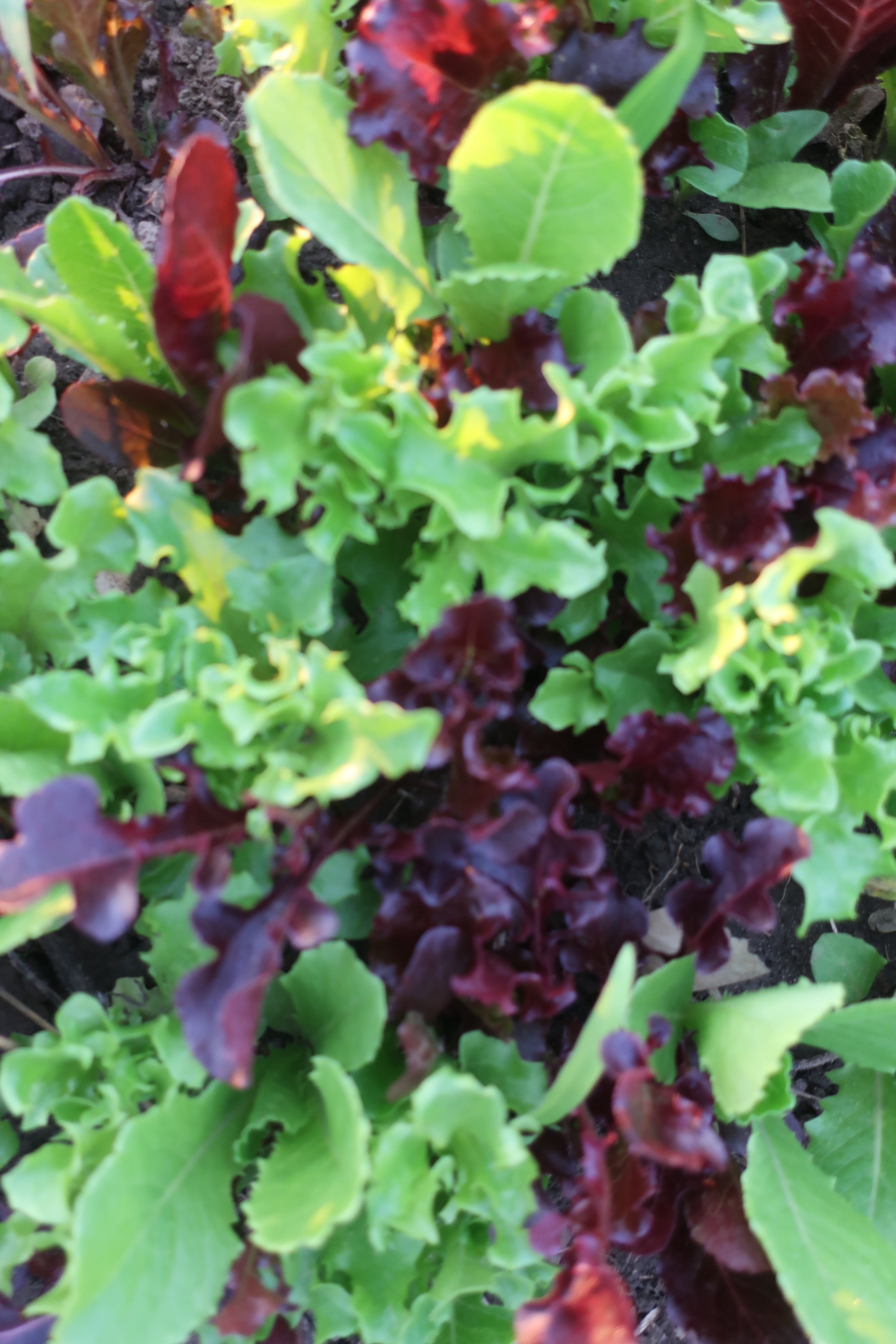 Organic lettuce Mix – Deeper Roots Farm