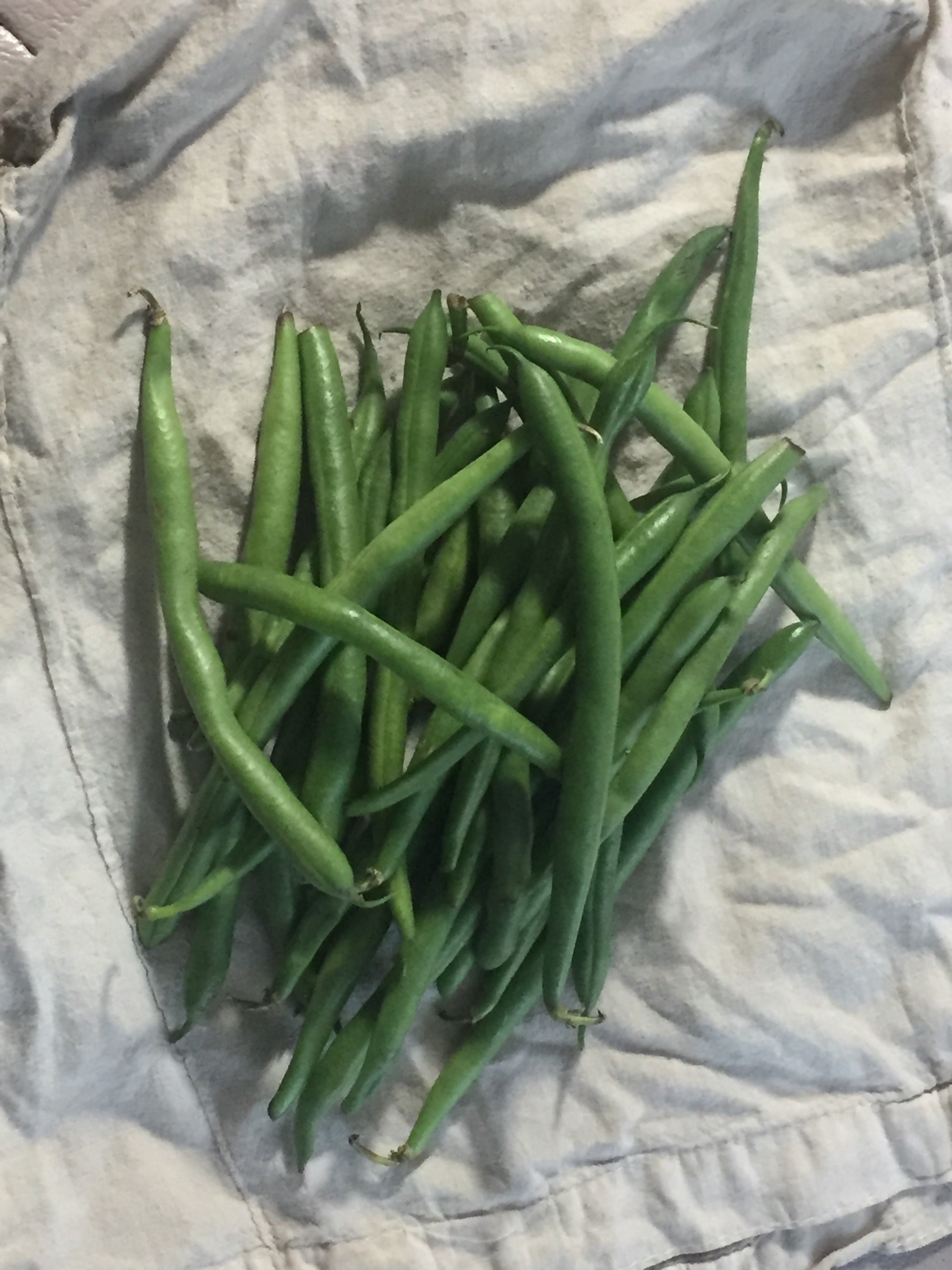 Organic Green Beans – Deeper Roots Farm